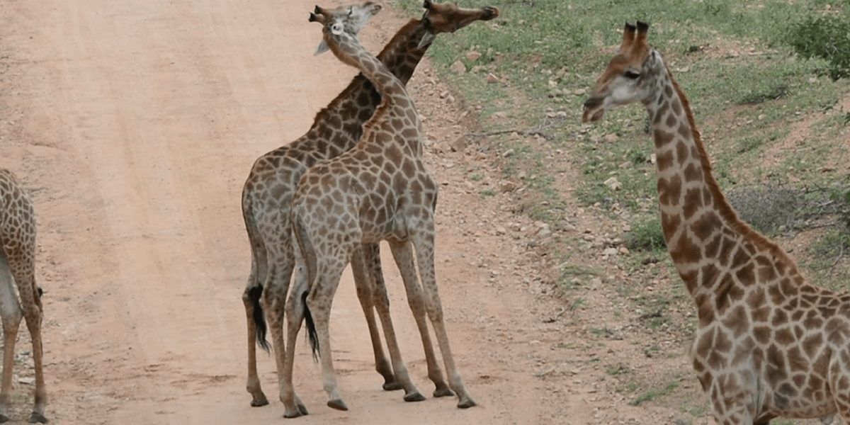 Baby Giraffes Use Their Necks To Play-Fight - Videos - The Dodo