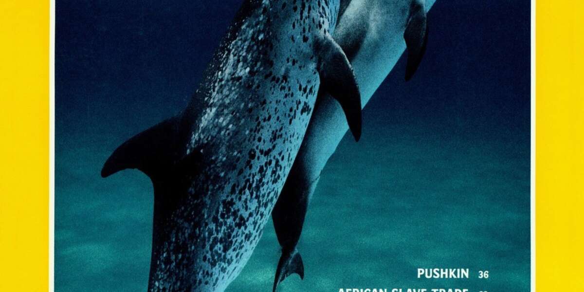 Photographer Finds Famous Dolphin 20 Years Later - The Dodo