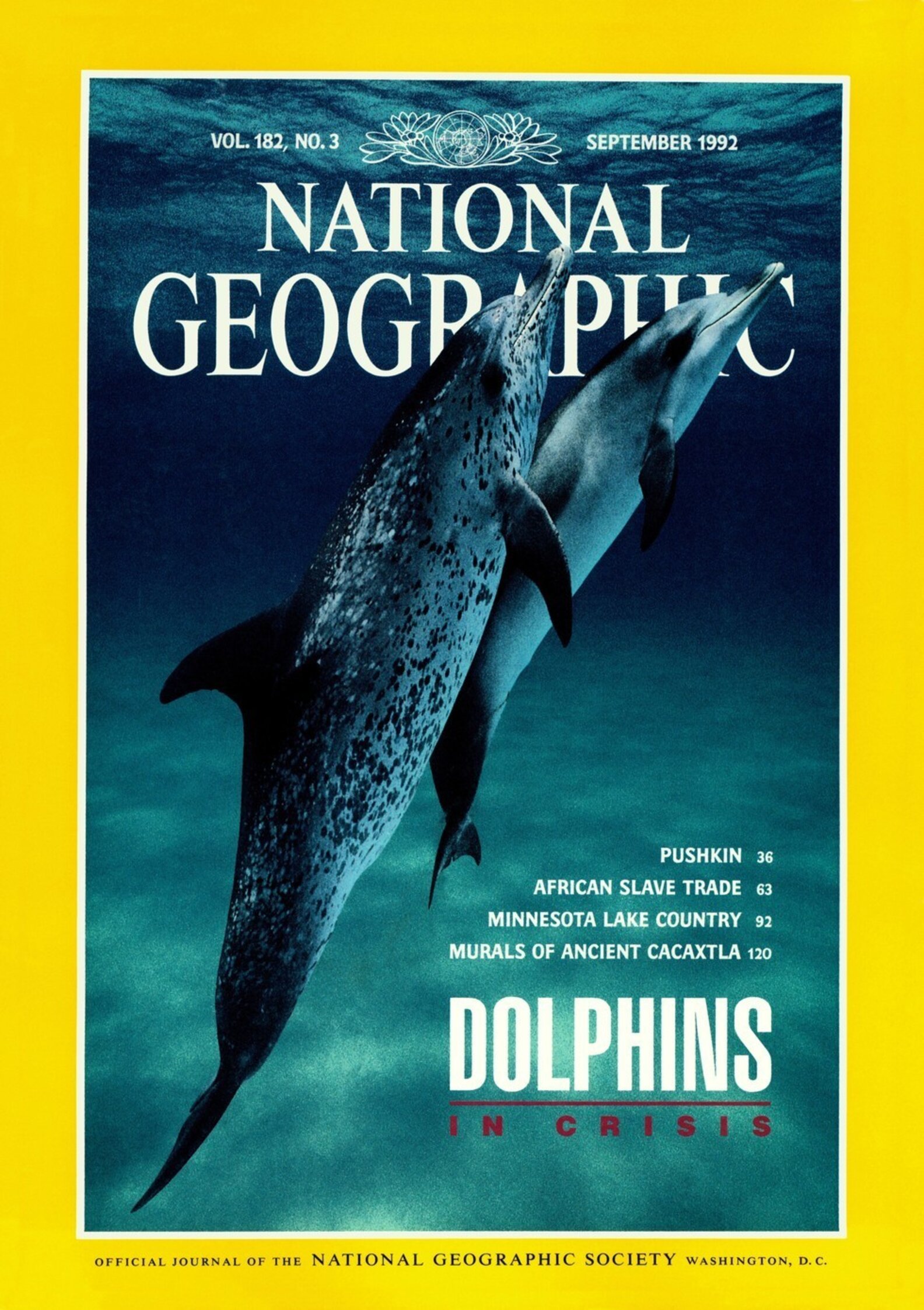 Photographer Finds Famous Dolphin 20 Years Later - The Dodo