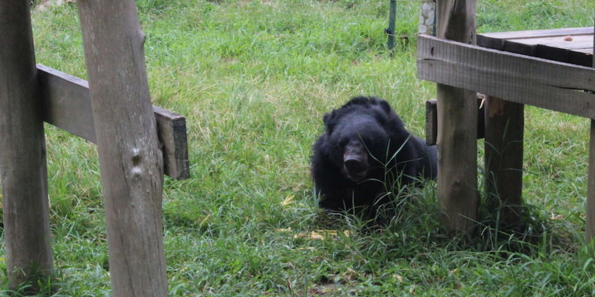 Missing Leg Won't Stop Rescued Bear From Playing With Friend - The Dodo