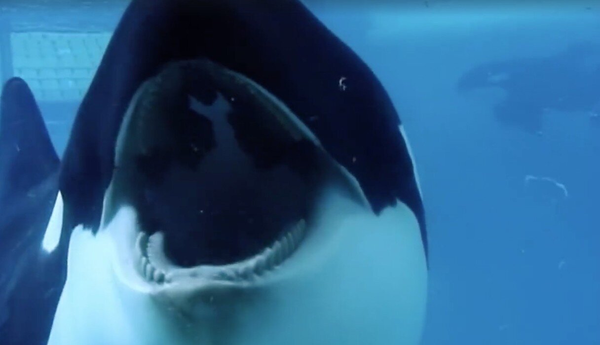 Unna Killer Whale Death - The Dodo