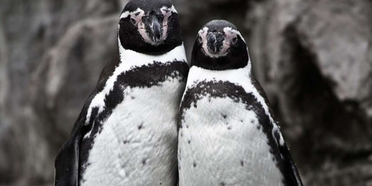Same Sex Penguin Couple Steps In To Raise Abandoned Chick The Dodo 5698