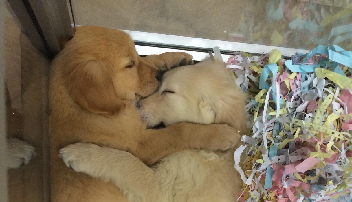 The Cute Puppy Photo That Maybe Isn't So Cute - The Dodo