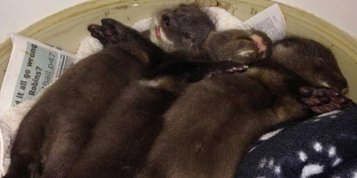 Baby Otters Lost Their Mom But Found Our Warm Bed - The Dodo