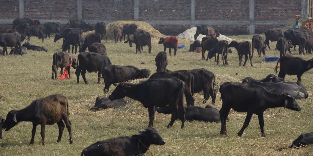 World's Largest Religious Slaughter Could Claim 500,000 Animals - The Dodo