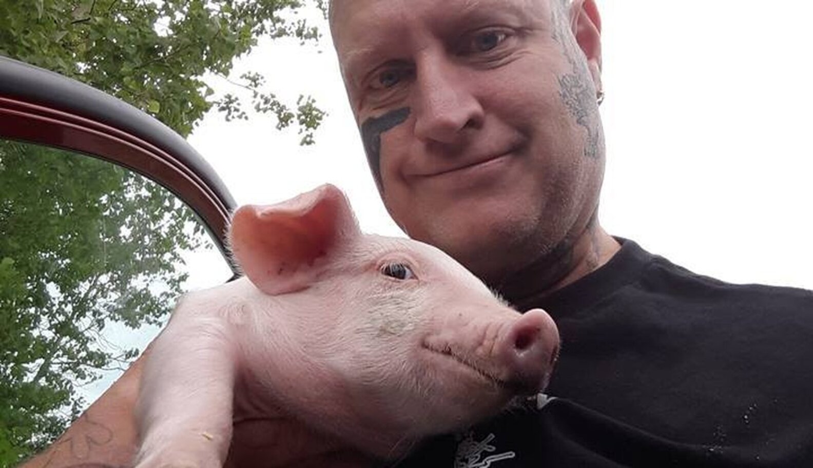 Little Pig Who Fell Off Truck Gets The Sweetest Welcome At Her New Home ...