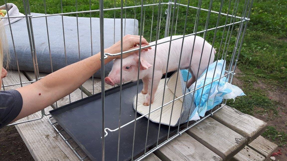 Little Pig Who Fell Off Truck Gets The Sweetest Welcome At Her New Home ...