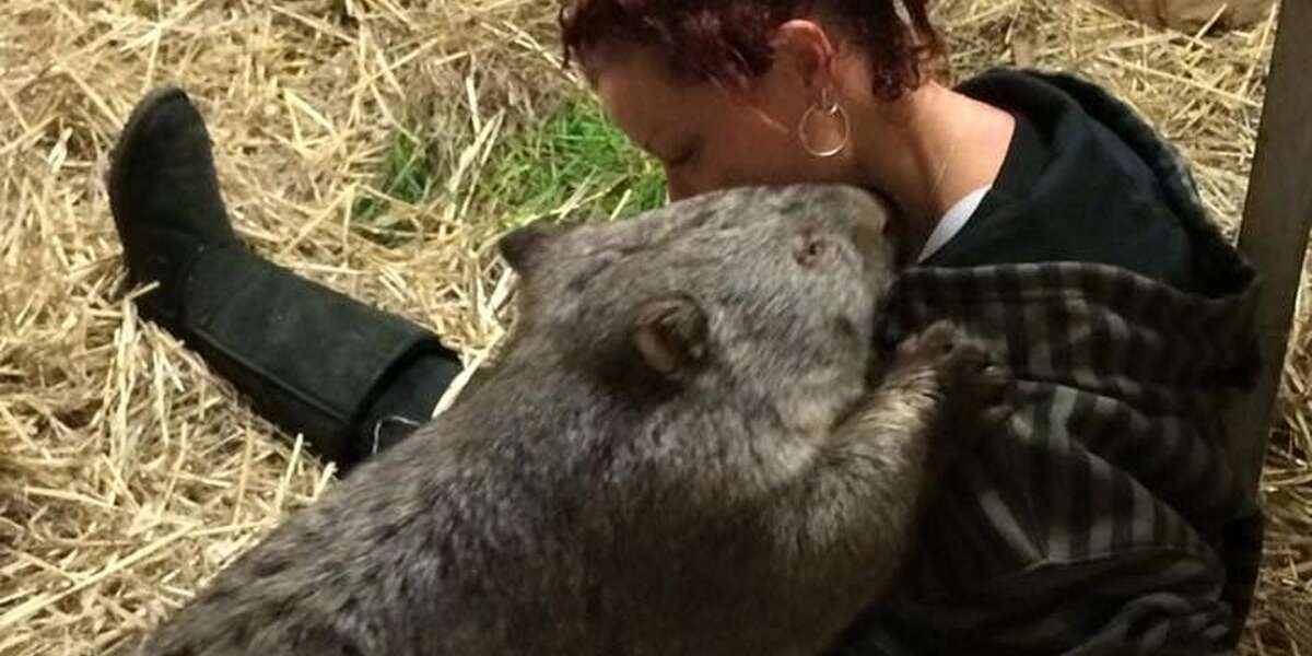Wombat Hit By Car Didn't Trust Her Rescuers — But Now She Hugs Them ...
