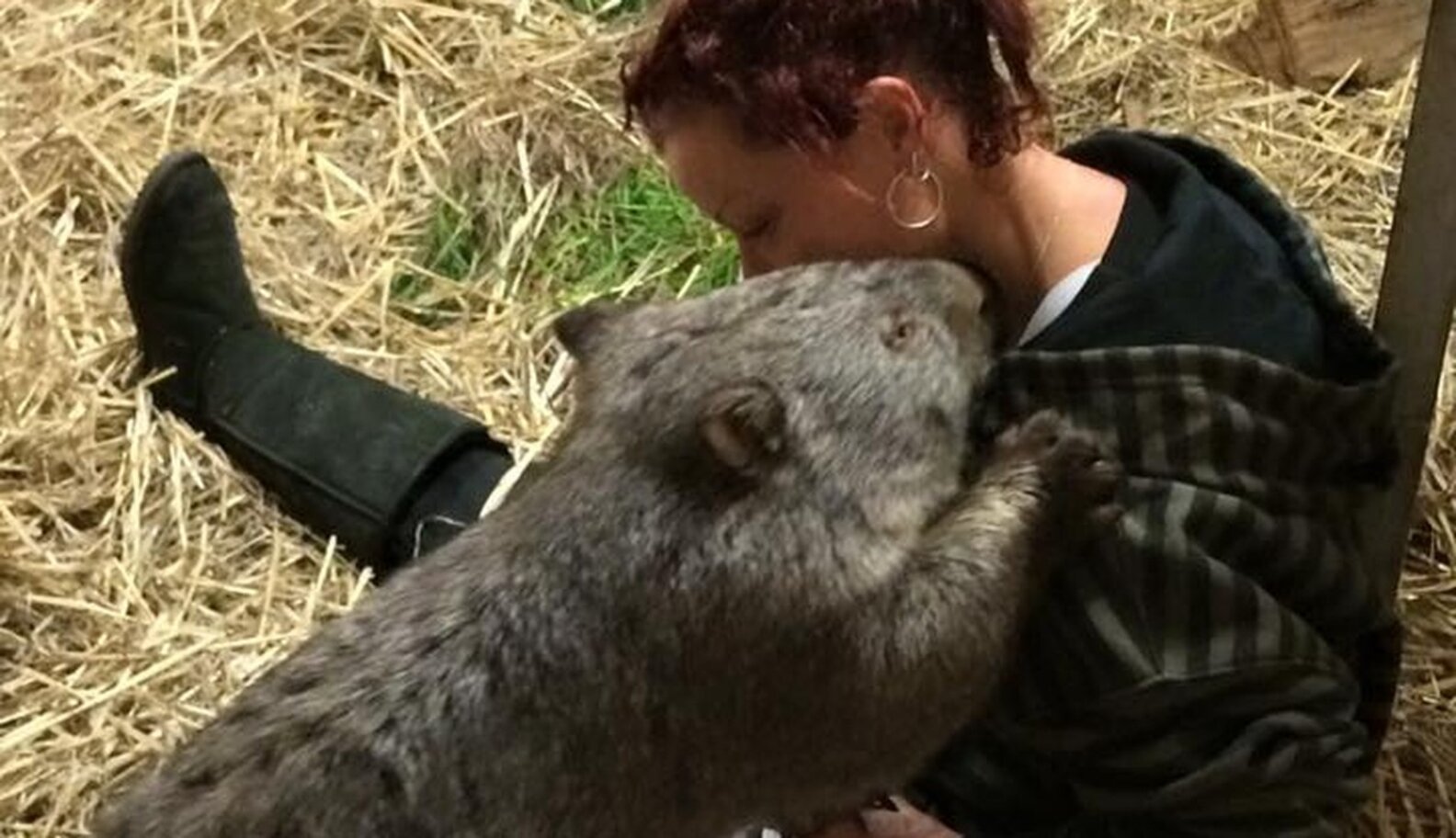 Wombat Hit By Car Didn't Trust Her Rescuers — But Now She Hugs Them ...