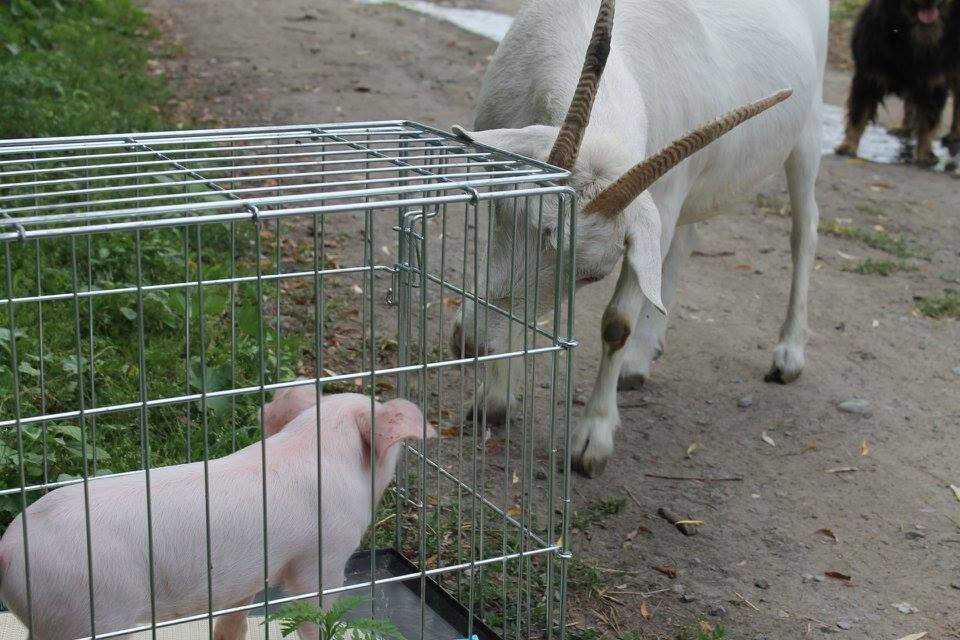 Little Pig Who Fell Off Truck Gets The Sweetest Welcome At Her New Home ...