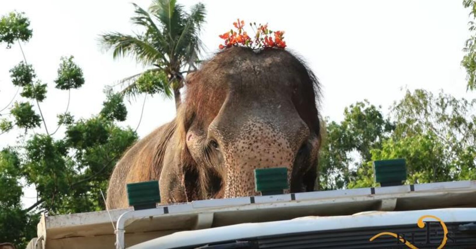 Abused Elephant Has No Idea She's About To Be Set Free - The Dodo