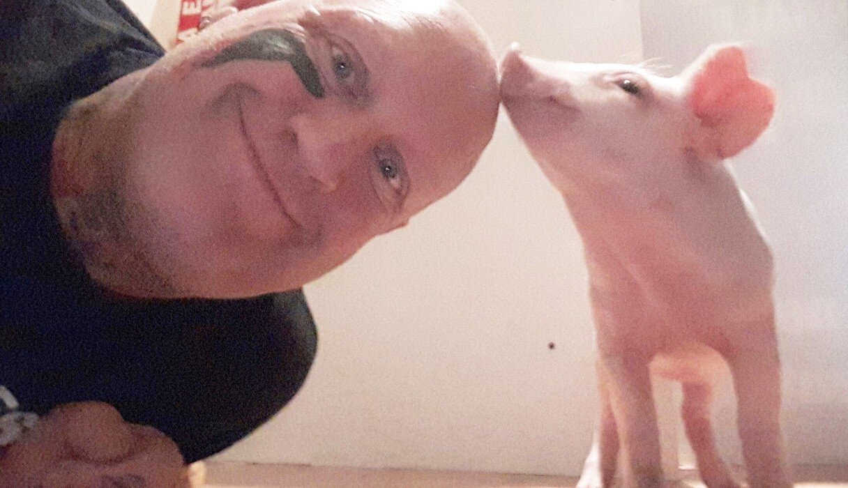 Little Pig Who Fell Off Truck Gets The Sweetest Welcome At Her New Home ...