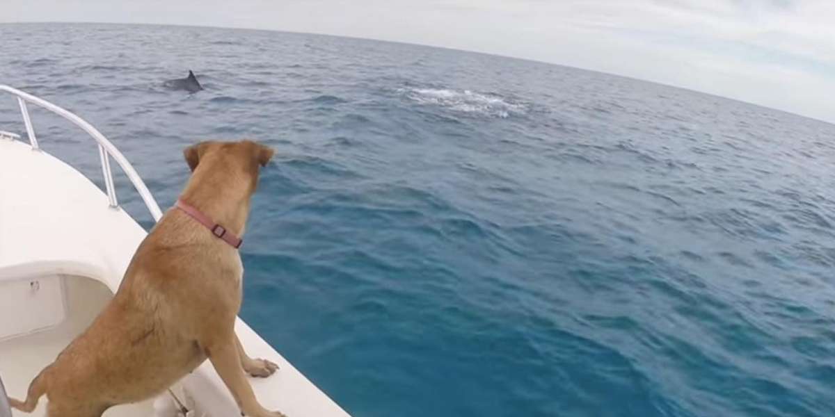 Dog Sees Dolphins For The First Time ... And Decides To Become One ...