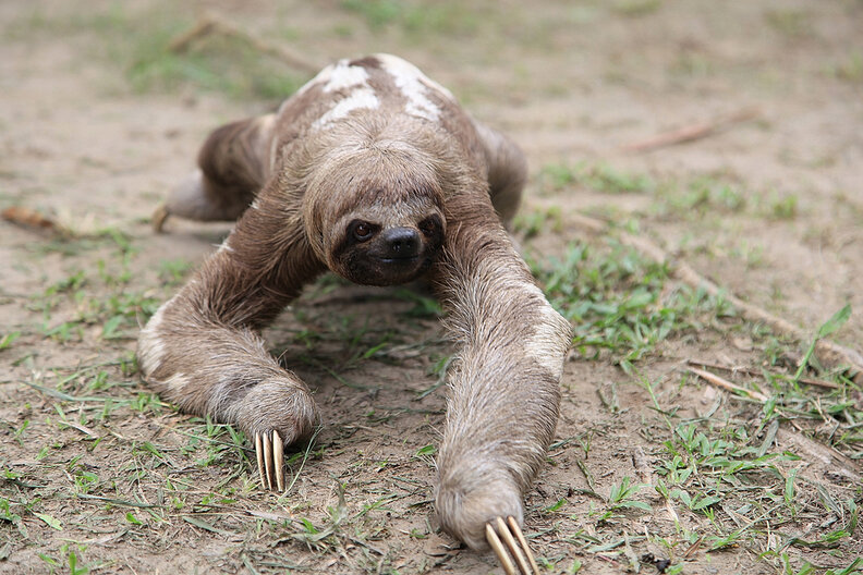 'Stoner Sloth' Ads Give This Badass Animal A Bad Name - The Dodo