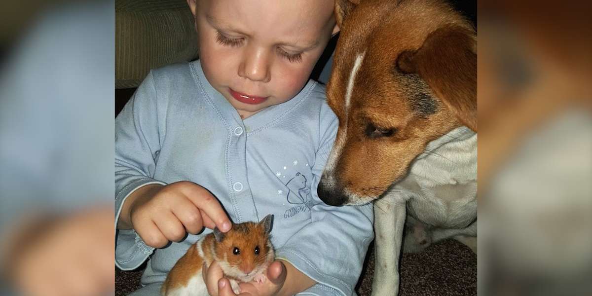 Dog And Baby Best Friends Welcome Hamster Into Their Group - The Dodo