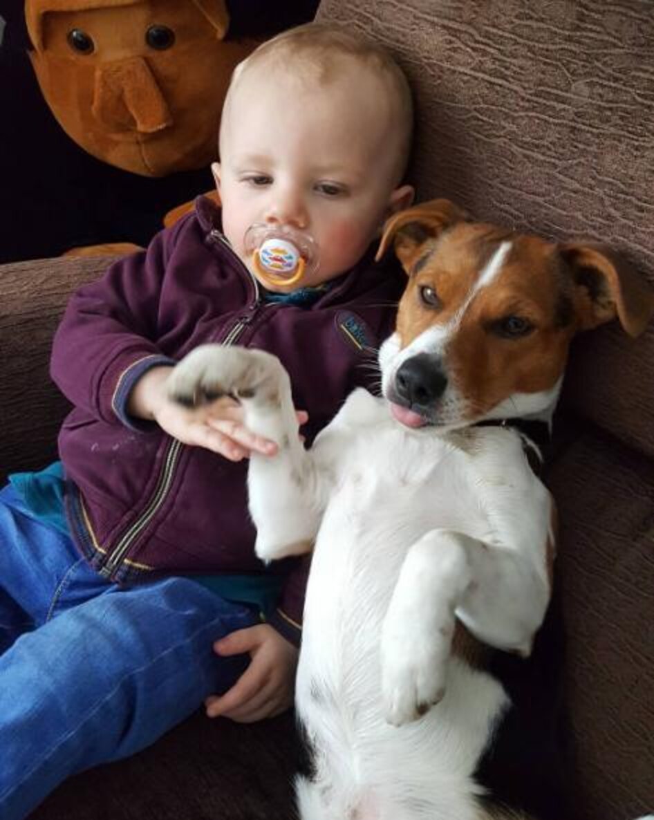 Dog And Baby Best Friends Welcome Hamster Into Their Group - The Dodo