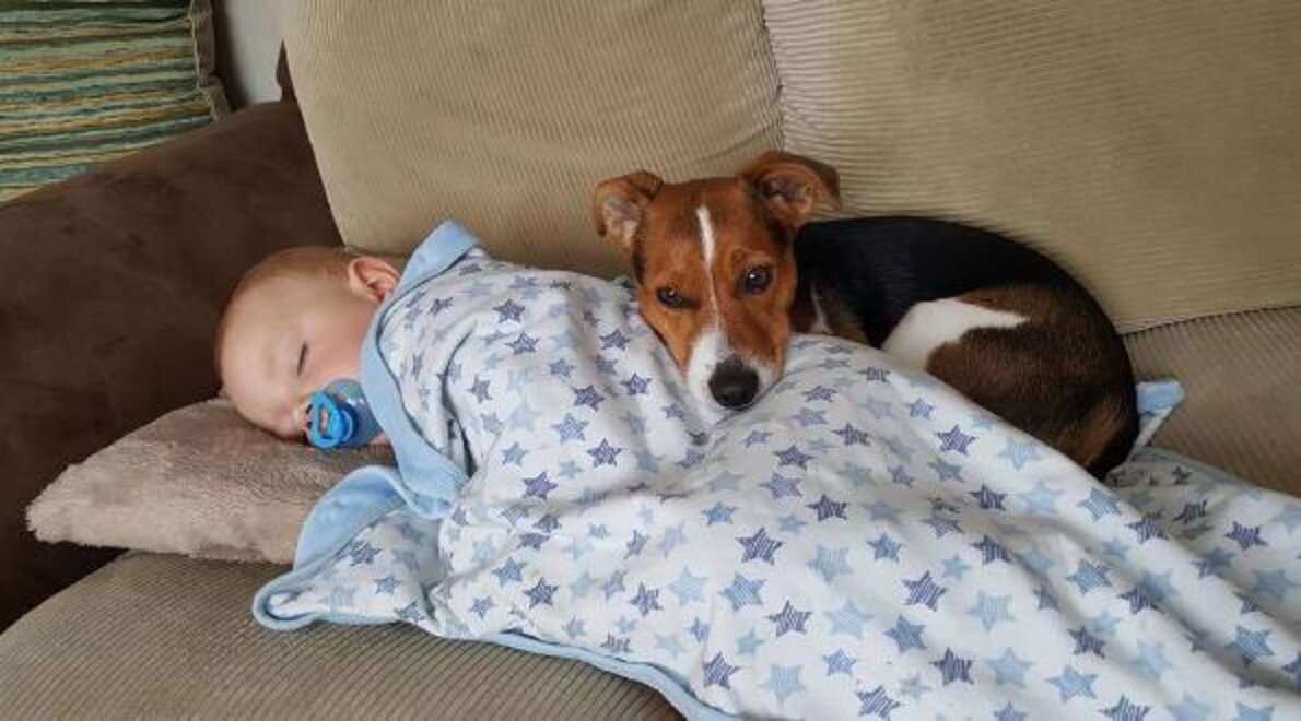 Dog And Baby Best Friends Welcome Hamster Into Their Group - The Dodo