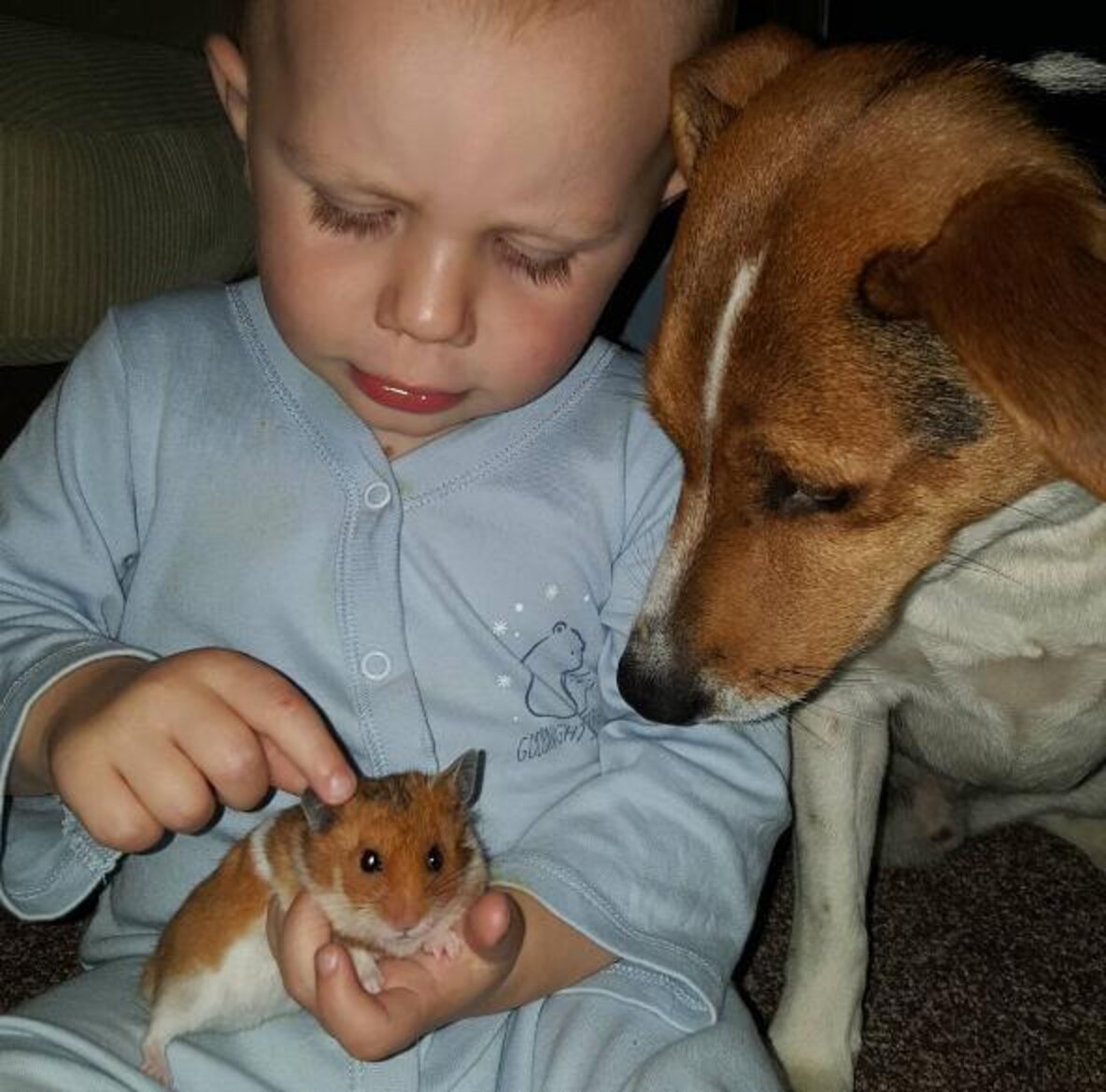 Dog And Baby Best Friends Welcome Hamster Into Their Group - The Dodo
