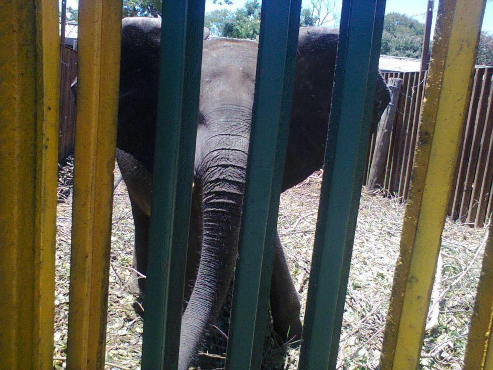 Photos Show Kidnapped Baby Elephants Awaiting Their Upsetting Fate ...
