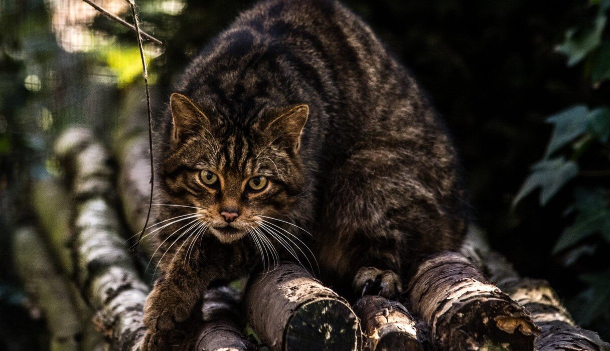 There Are Only 35 Of These Fierce Little Animals Left In The World ...