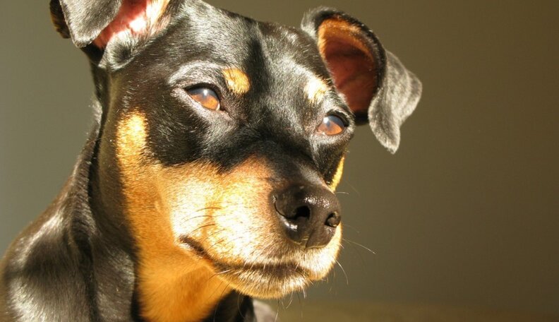 Persistent Dog Credited With Alerting Owner To Cancer ... Twice - The Dodo