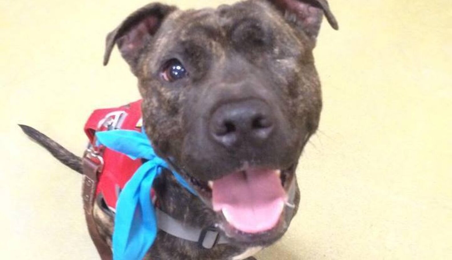 Pit Bull Who Cried When He Was Rescued Is Now All Smiles - The Dodo