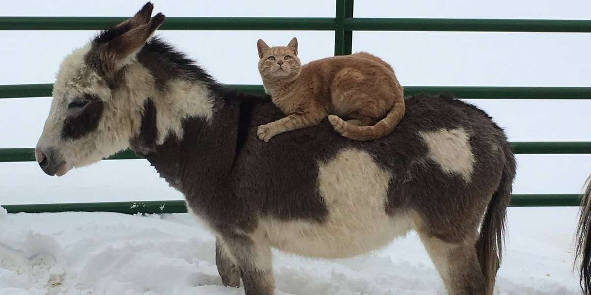 Cat Makes Every Animal On The Farm Carry Him Around Like A King - The Dodo