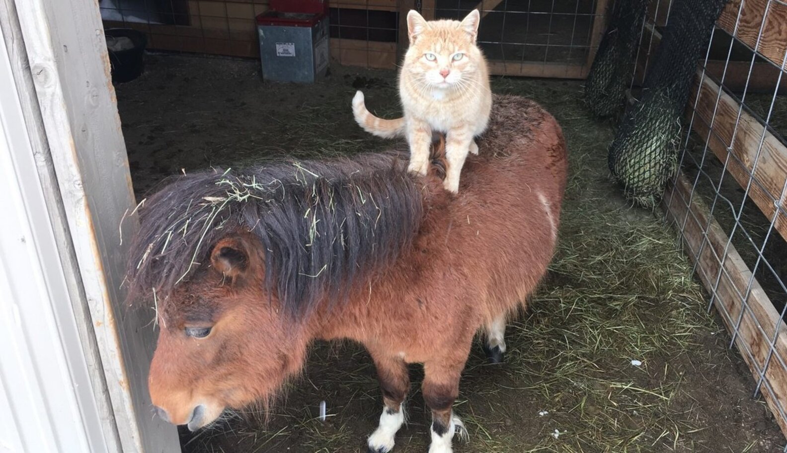 Cat Makes Every Animal On The Farm Carry Him Around Like A King - The Dodo