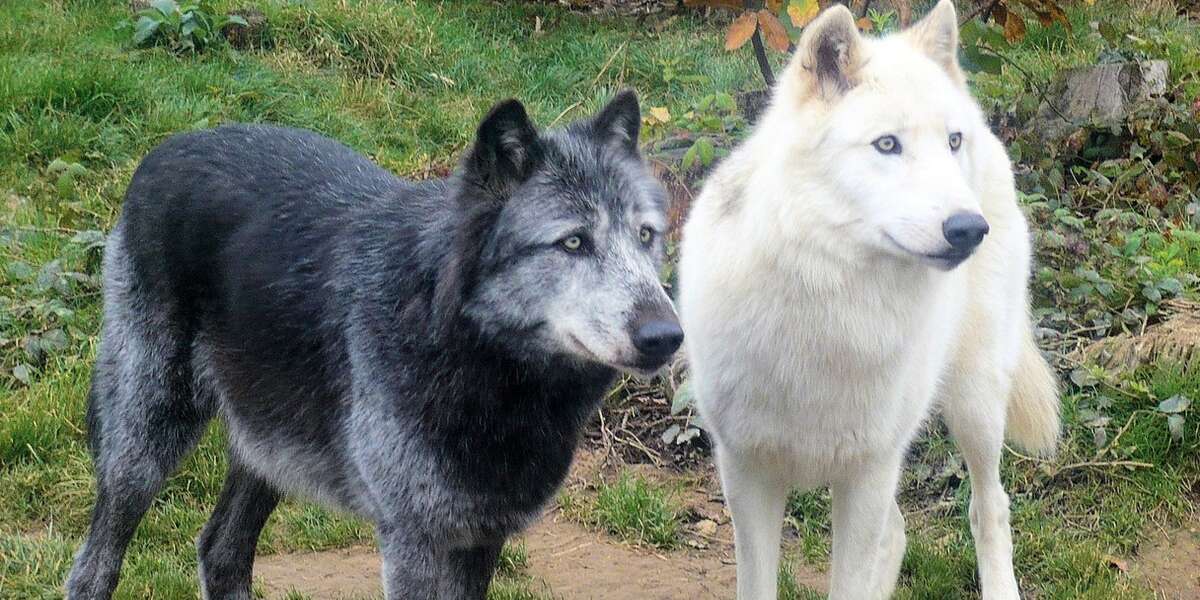 After 3 Years, Oregon's Famous Wandering Wolf Finally Finds A Mate ...