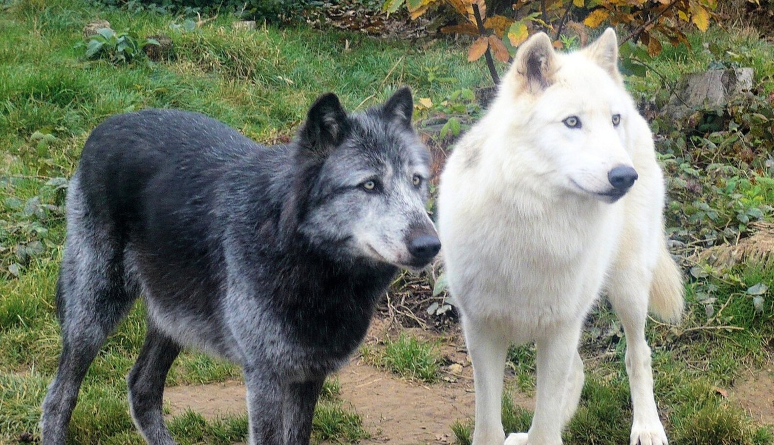 After 3 Years, Oregon's Famous Wandering Wolf Finally Finds A Mate ...