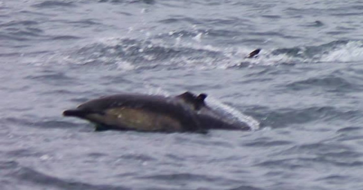Dolphin Without A Dorsal Fin Nursed Back To Health By Pod, Now Doing ...
