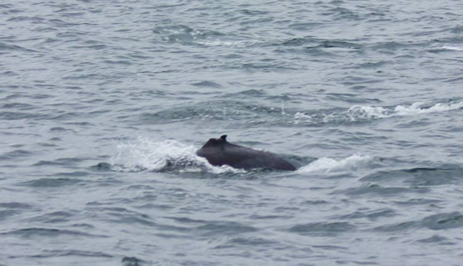 Dolphin Without A Dorsal Fin Nursed Back To Health By Pod, Now Doing ...