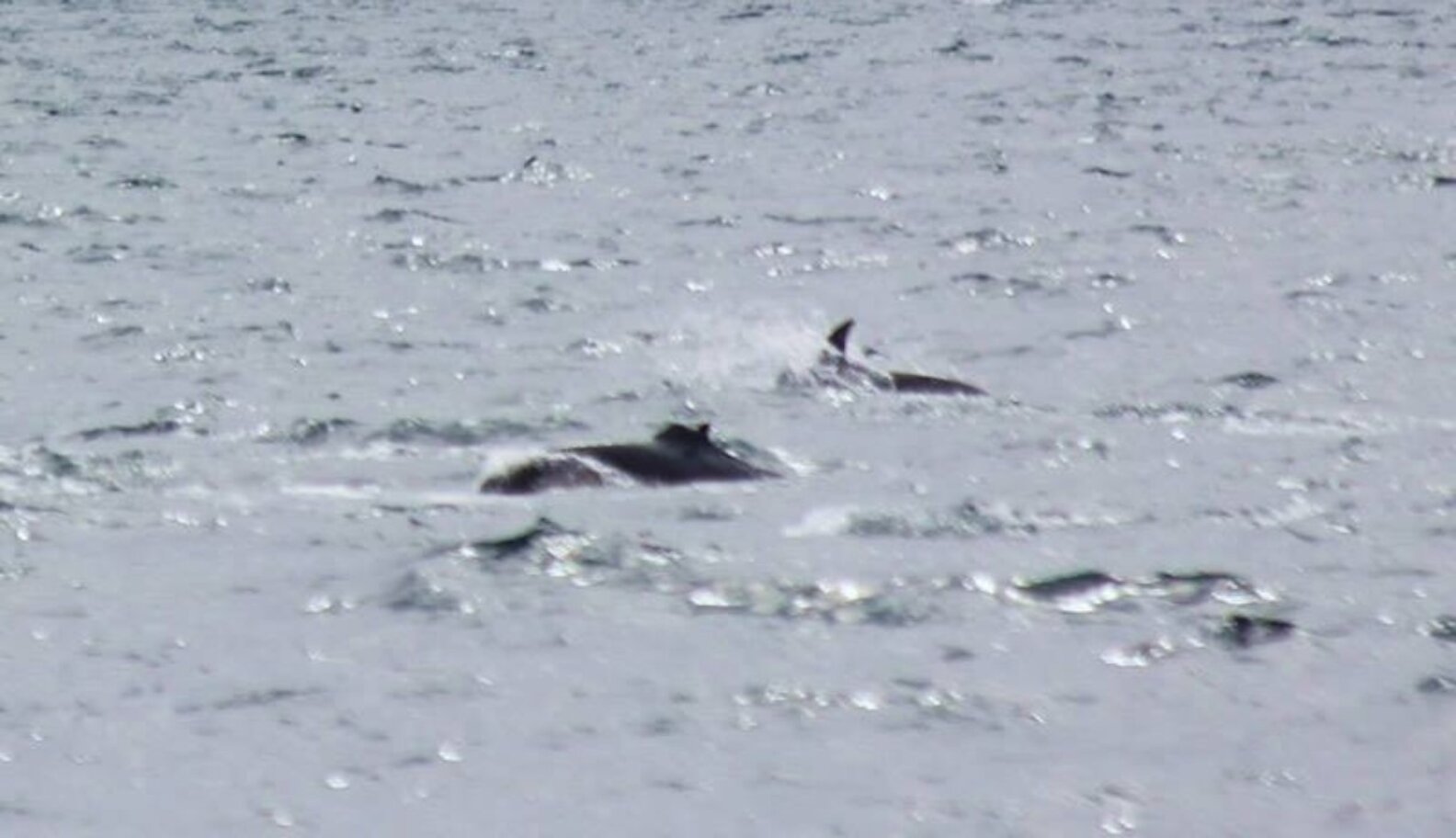 Dolphin Without A Dorsal Fin Nursed Back To Health By Pod, Now Doing ...