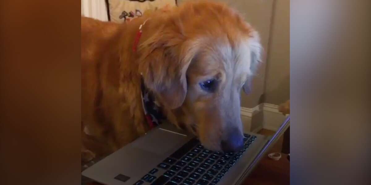 This Dog's Favorite Thing To Do Is Watch TV - The Dodo
