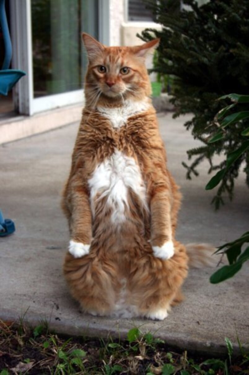15 Cats Who Prefer To Stand, Thank You Very Much - The Dodo
