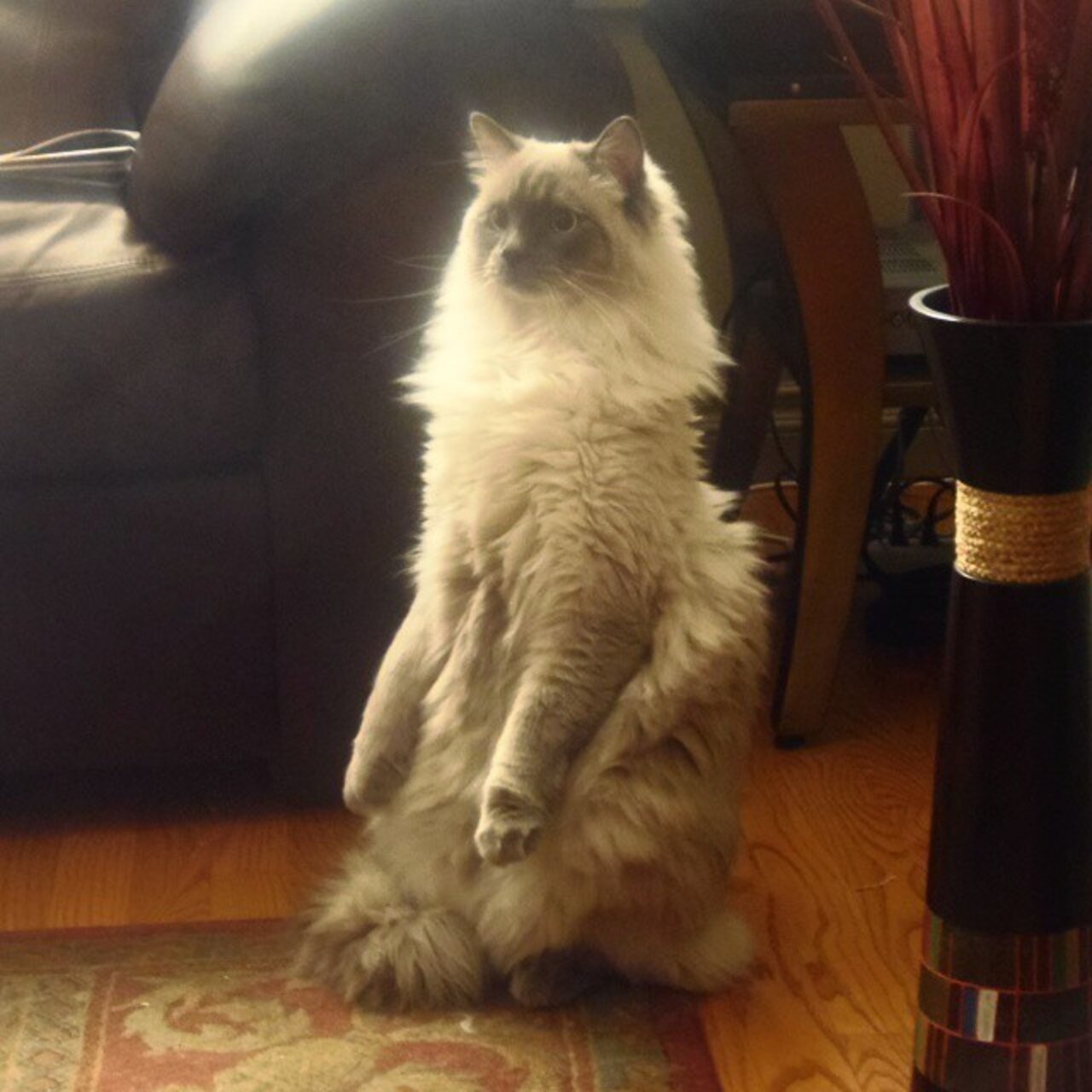 15 Cats Who Prefer To Stand, Thank You Very Much - The Dodo
