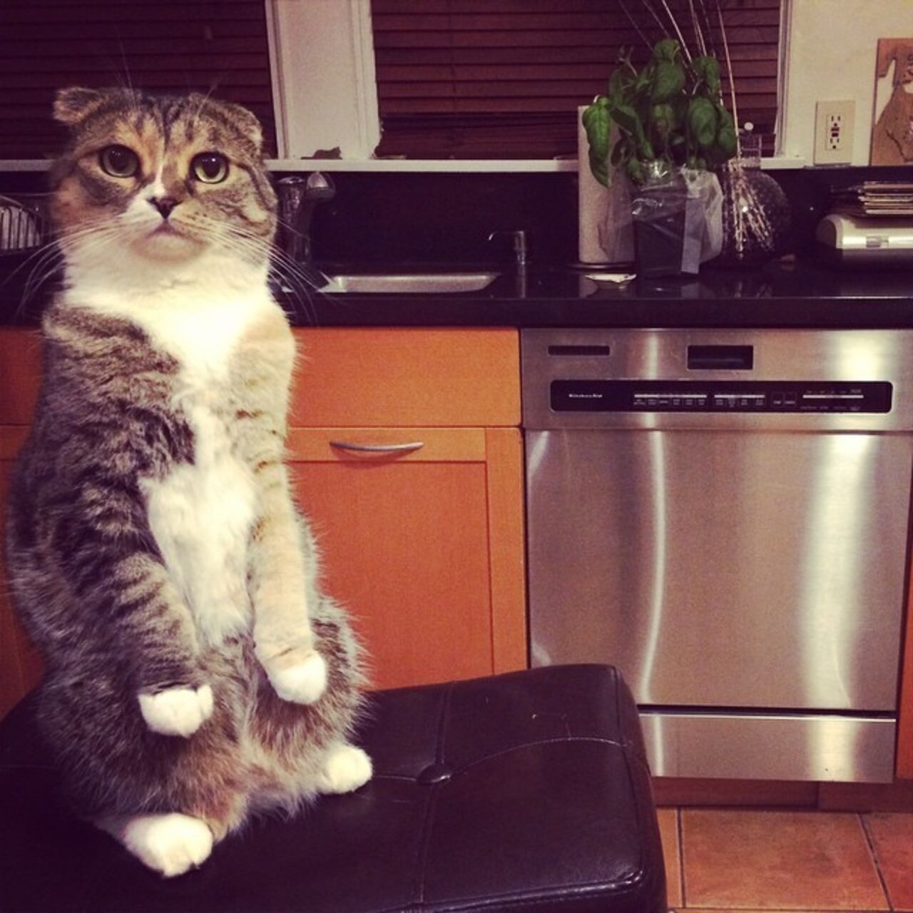 15 Cats Who Prefer To Stand, Thank You Very Much - The Dodo