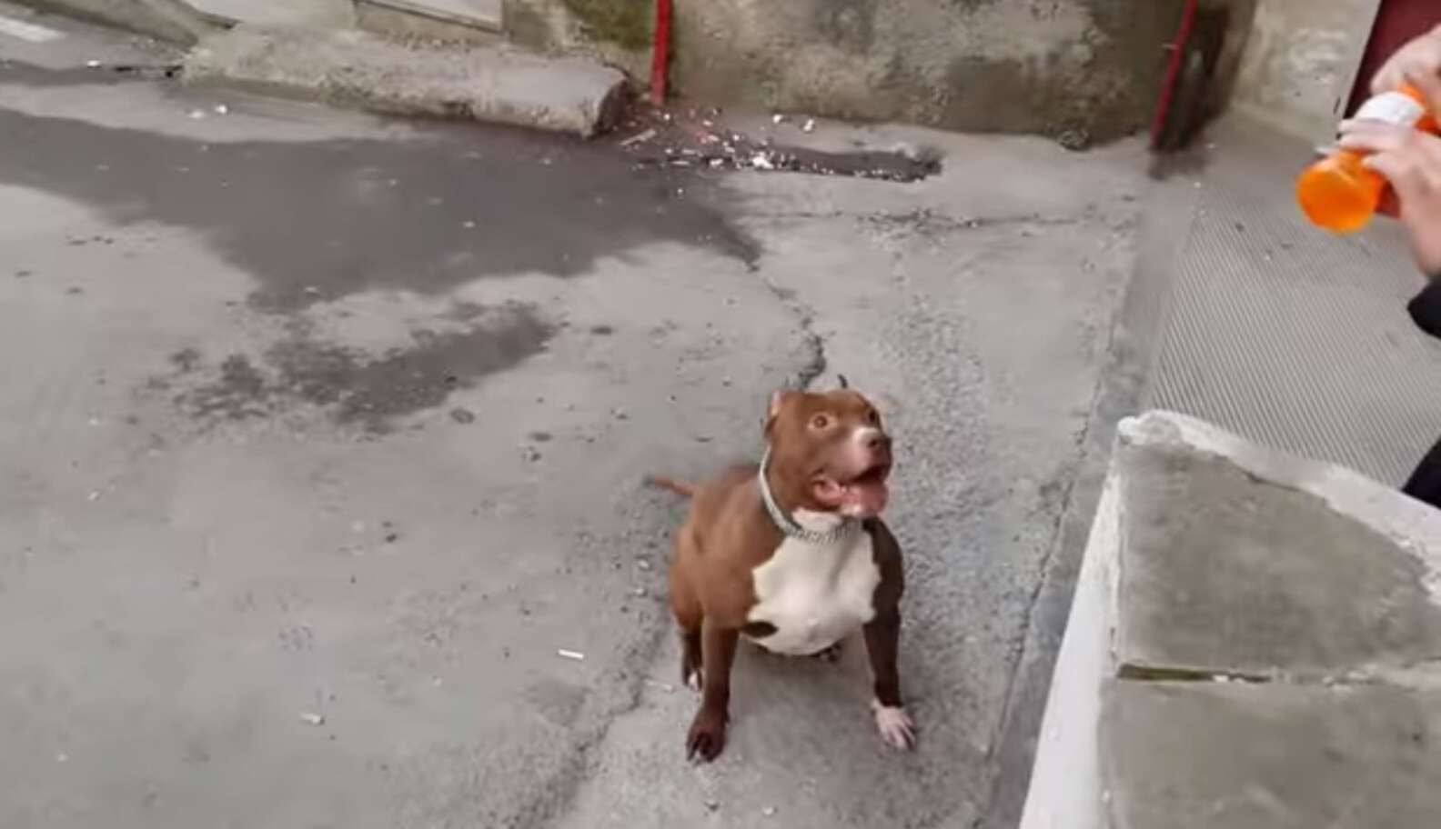 This Pit Bull Expresses His Love Of Bubbles With An Acrobatic Dance ...