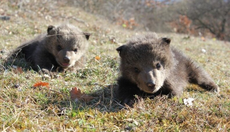 Three Baby Bears Rescued From Houses In Kosovo - The Dodo