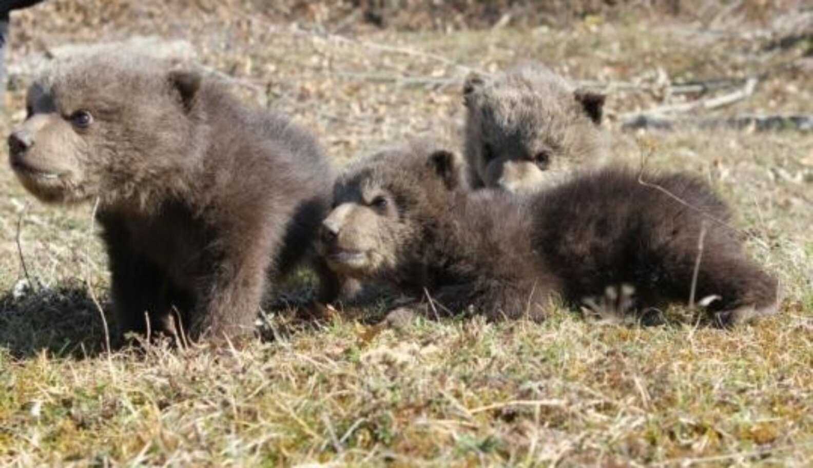 Three Baby Bears Rescued From Houses In Kosovo - The Dodo