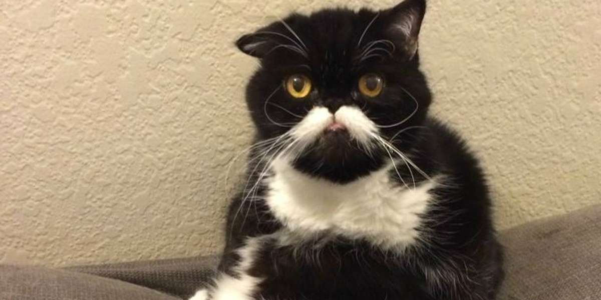 My Cat Kyle Witnessed A Murder - The Dodo