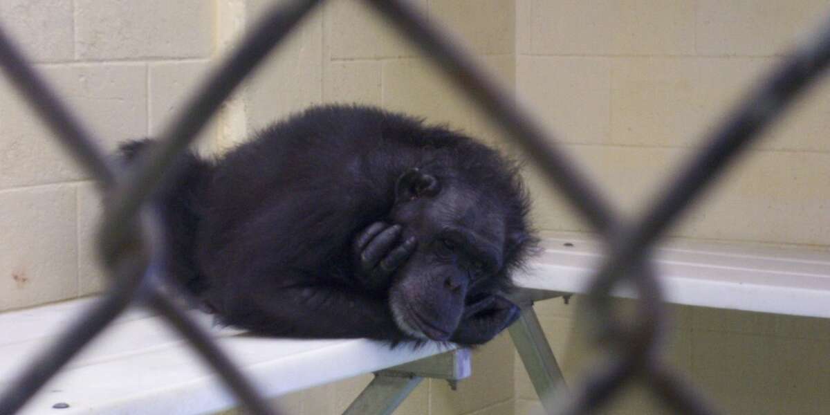 Undercover Investigation Reveals Primate Injuries, Death at Texas ...