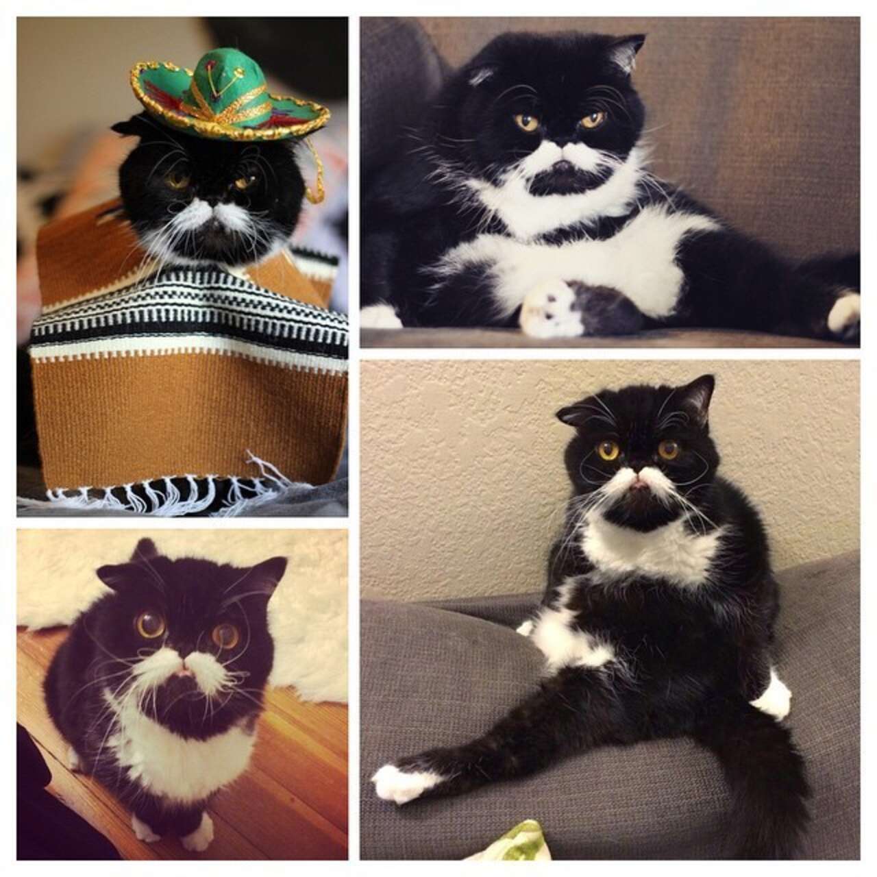 My Cat Kyle Witnessed A Murder - The Dodo