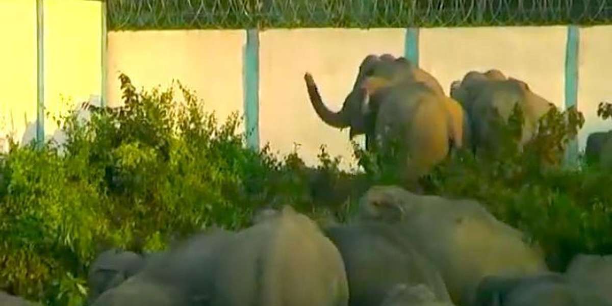 Elephants Can't Reach Water Because People Want To Play Golf - The Dodo