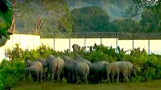 Elephants Can't Reach Water Because People Want To Play Golf - The Dodo