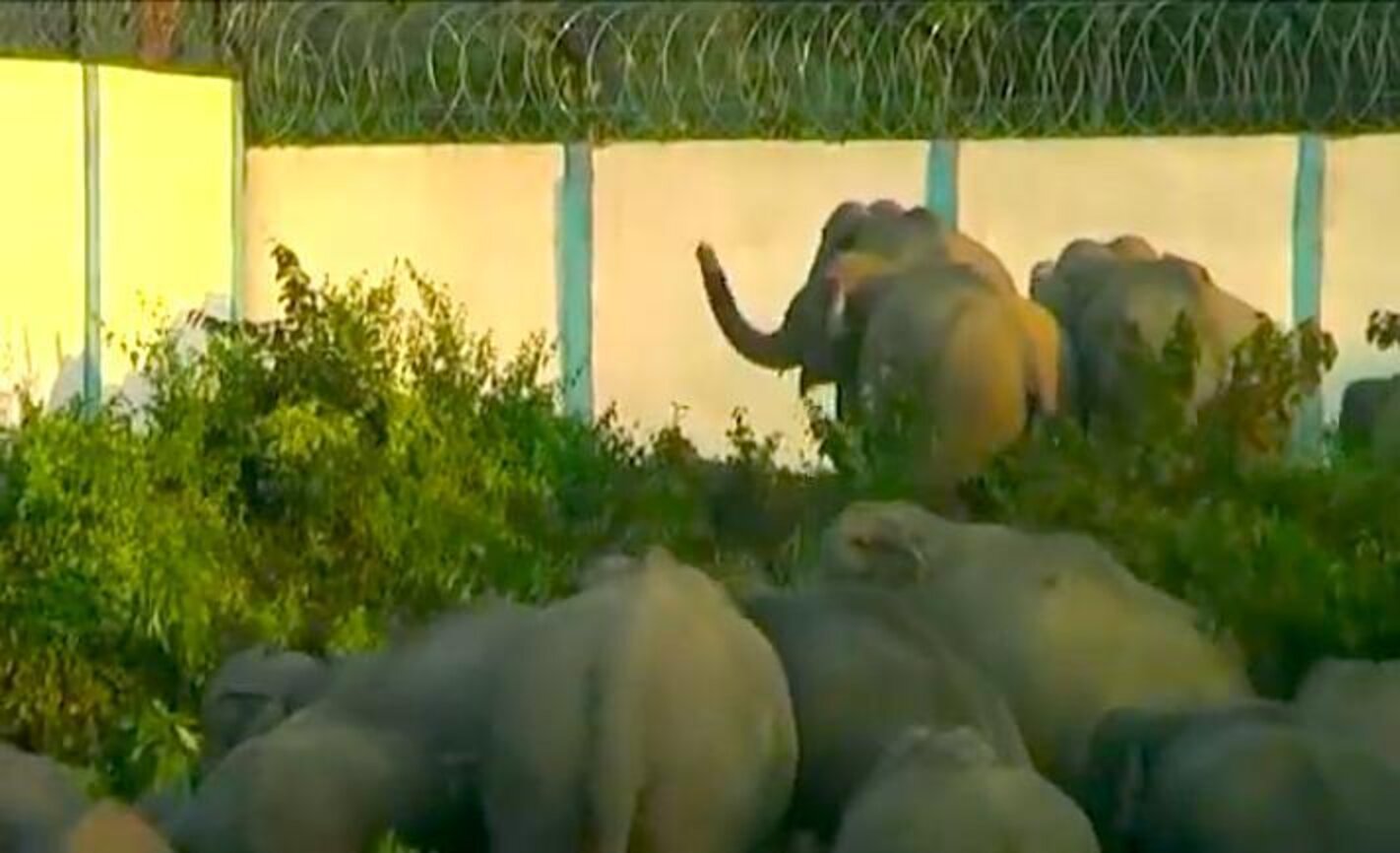 Elephants Can't Reach Water Because People Want To Play Golf - The Dodo