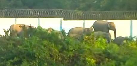 Elephants Can't Reach Water Because People Want To Play Golf - The Dodo