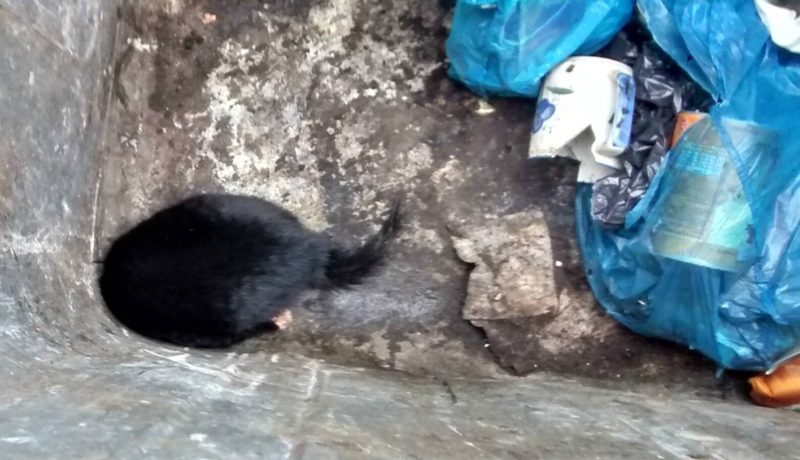 Cat Stumps Rescuers By Getting Stuck In The Weirdest Place - The Dodo
