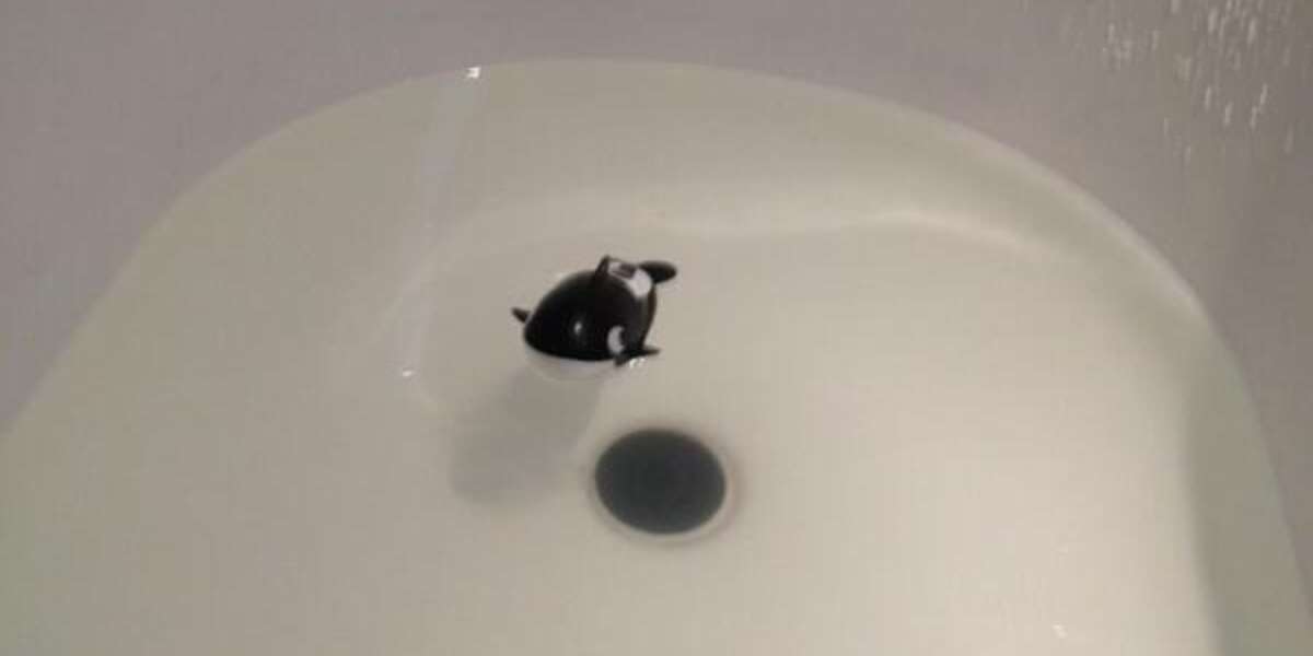 The only Orca you should see in a BATHTUB! #blackfish #CaptivityKills ...