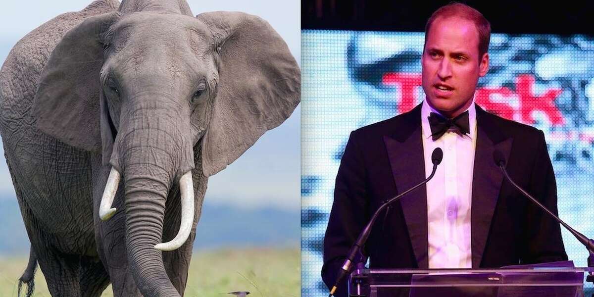Prince William Says Elephants Will Be Extinct Soon — And He's Right ...